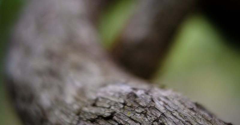 nashville - Michael Bolus